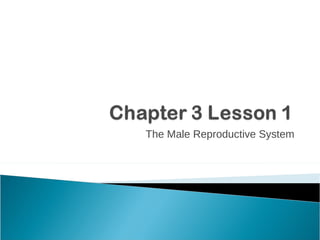 Ch3 L1 2 Male Female Reproductive Systems 3 2 Use | PPT