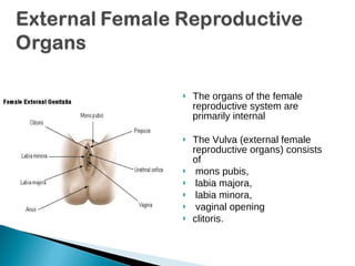 Ch3 L1 2 Male Female Reproductive Systems 3 2 Use | PPT