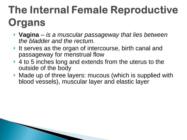 Ch3 L1 2 Male Female Reproductive Systems 3 2 Use | PPT