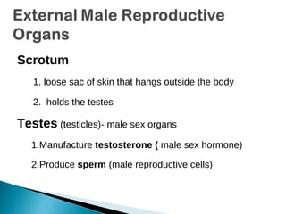 Ch3 L1 2 Male Female Reproductive Systems 3 2 Use | PPT