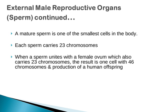 Ch3 L1 2 Male Female Reproductive Systems 3 2 Use | PPT