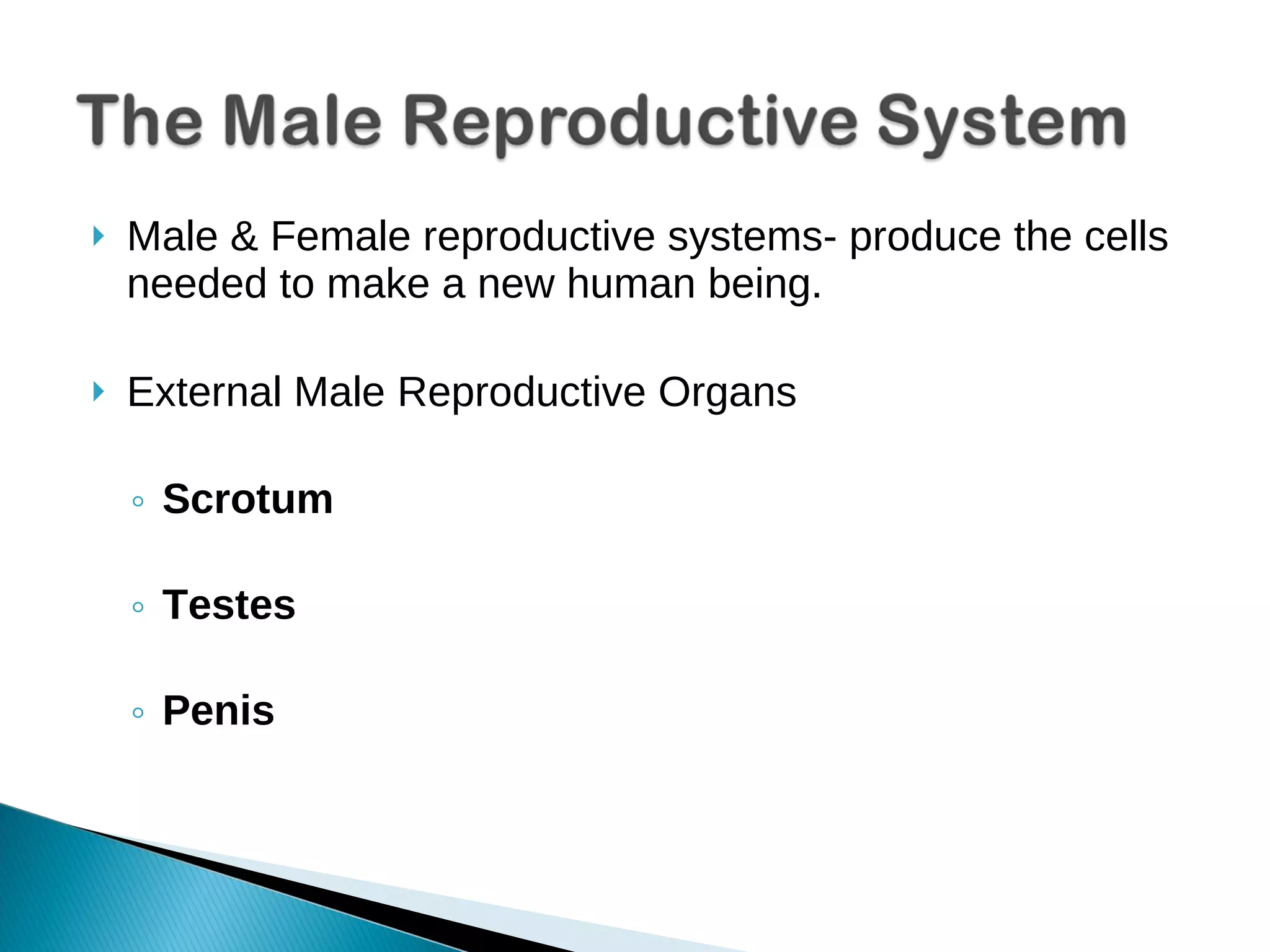 Ch3 l1 2 male female reproductive systems-3_2_-use | PPT