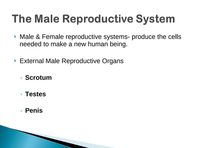 Ch3 l1 2 male female reproductive systems-3_2_-use | PPT