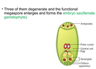 Ch 3 Plant Kingdom 2 Division Angiospermae.pptx