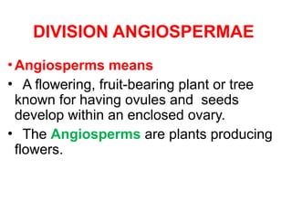 Ch 3 Plant Kingdom 2 Division Angiospermae.pptx
