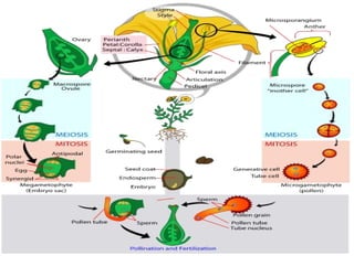 Ch 3 Plant Kingdom 2 Division Angiospermae.pptx