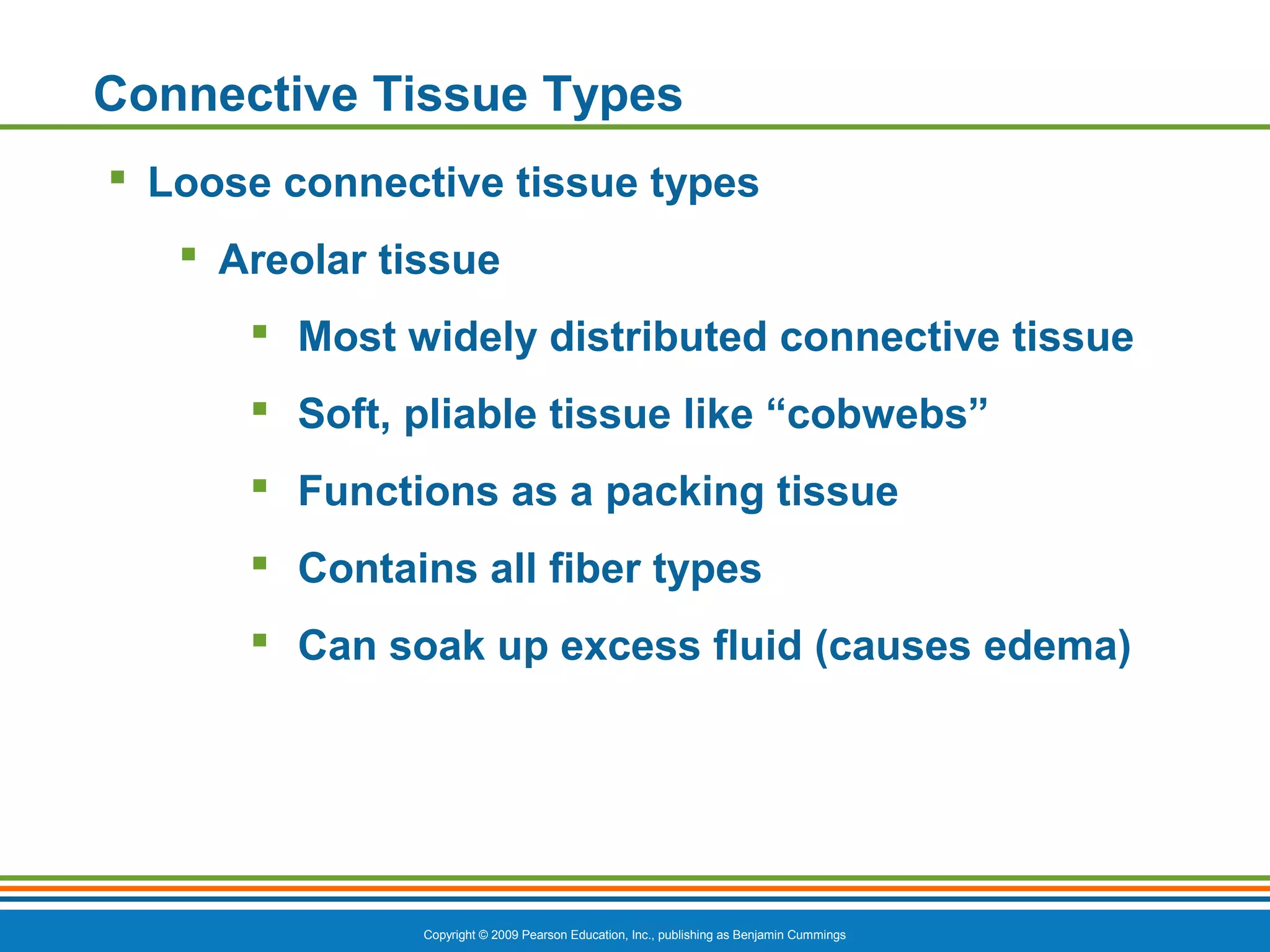 CVA A&P - Chapter 3: Connective Tissue | PPT | Skin and Dermatology ...