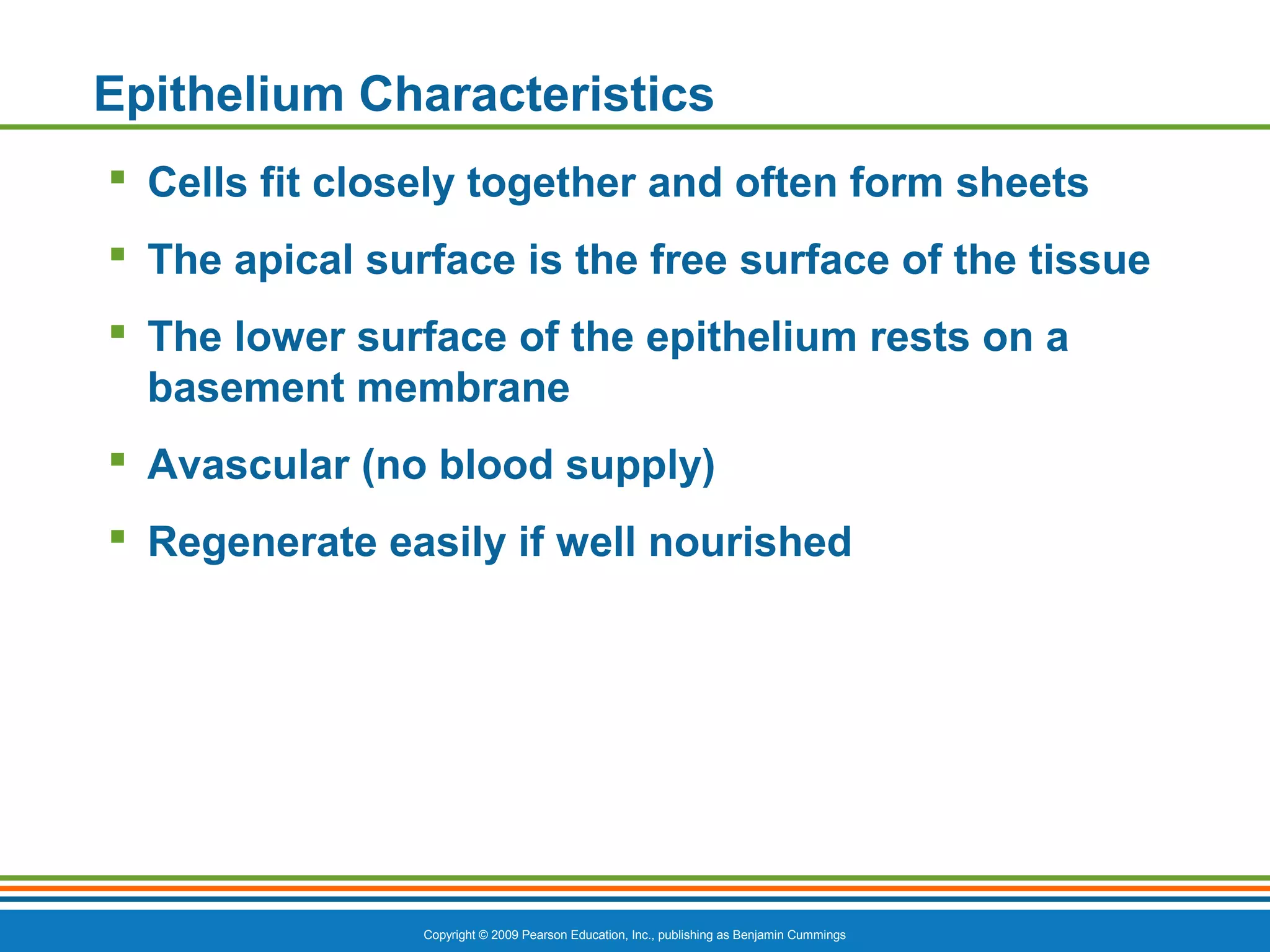 Ch3ppt epithelial skin | PPT | Biological Sciences | Science
