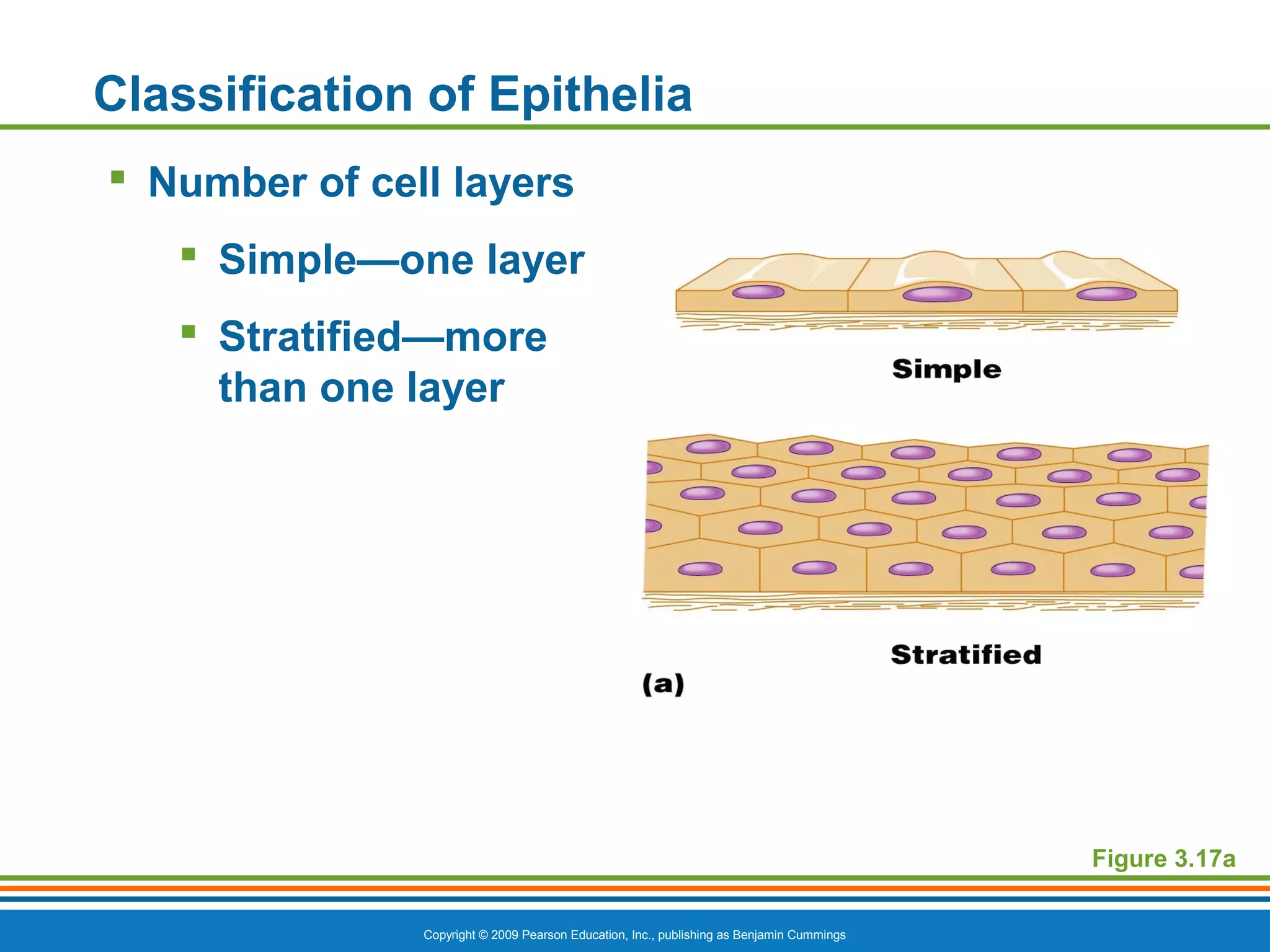 Ch3ppt epithelial skin | PPT | Biological Sciences | Science