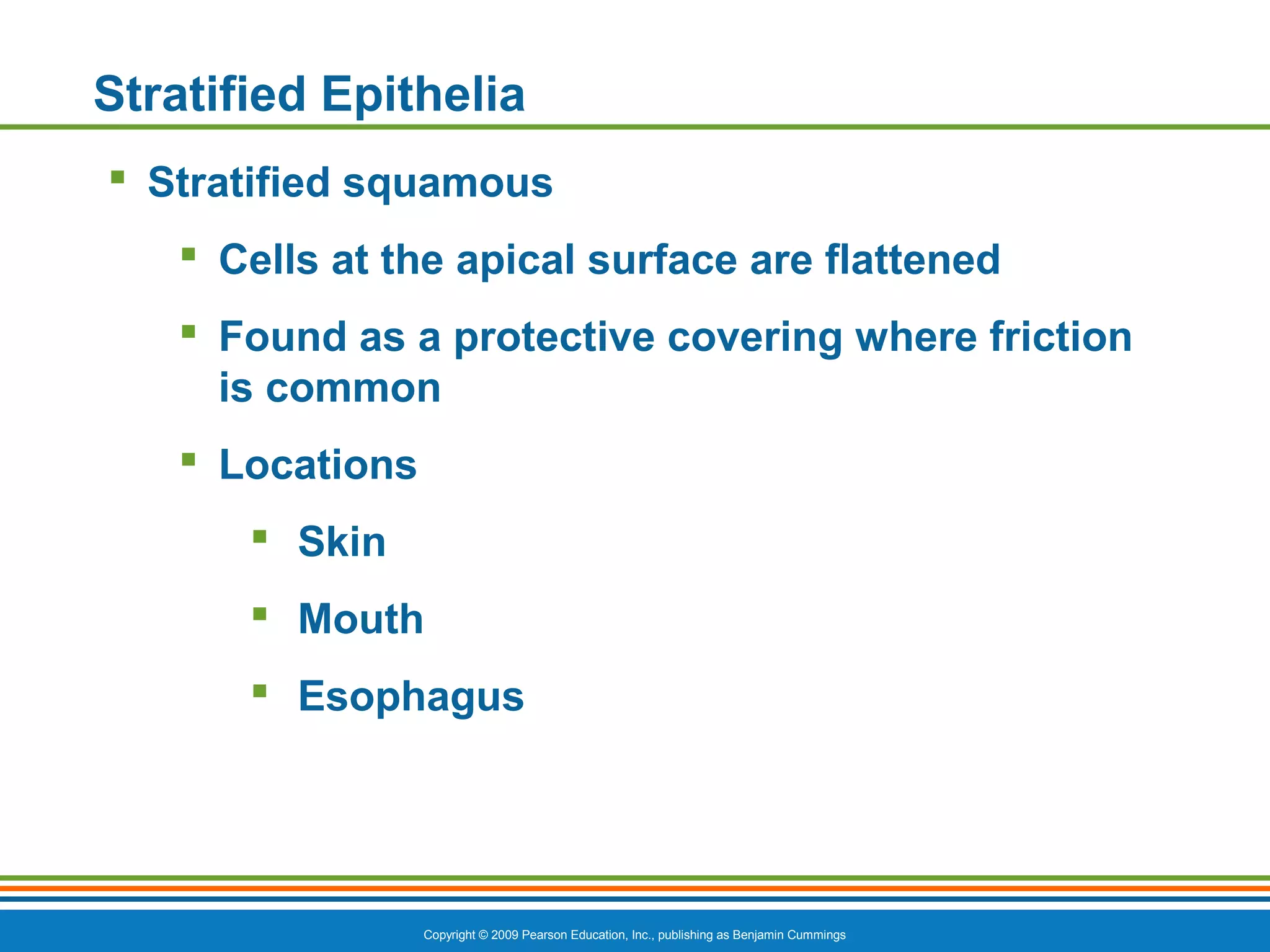 Ch3ppt epithelial skin | PPT | Biological Sciences | Science