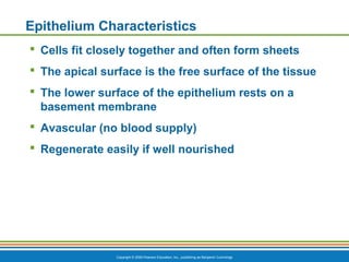 Ch3ppt epithelial skin | PPT