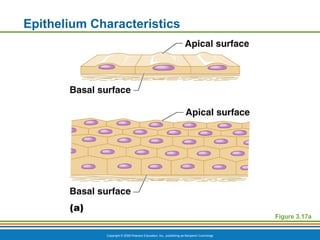 Ch3ppt epithelial skin | PPT