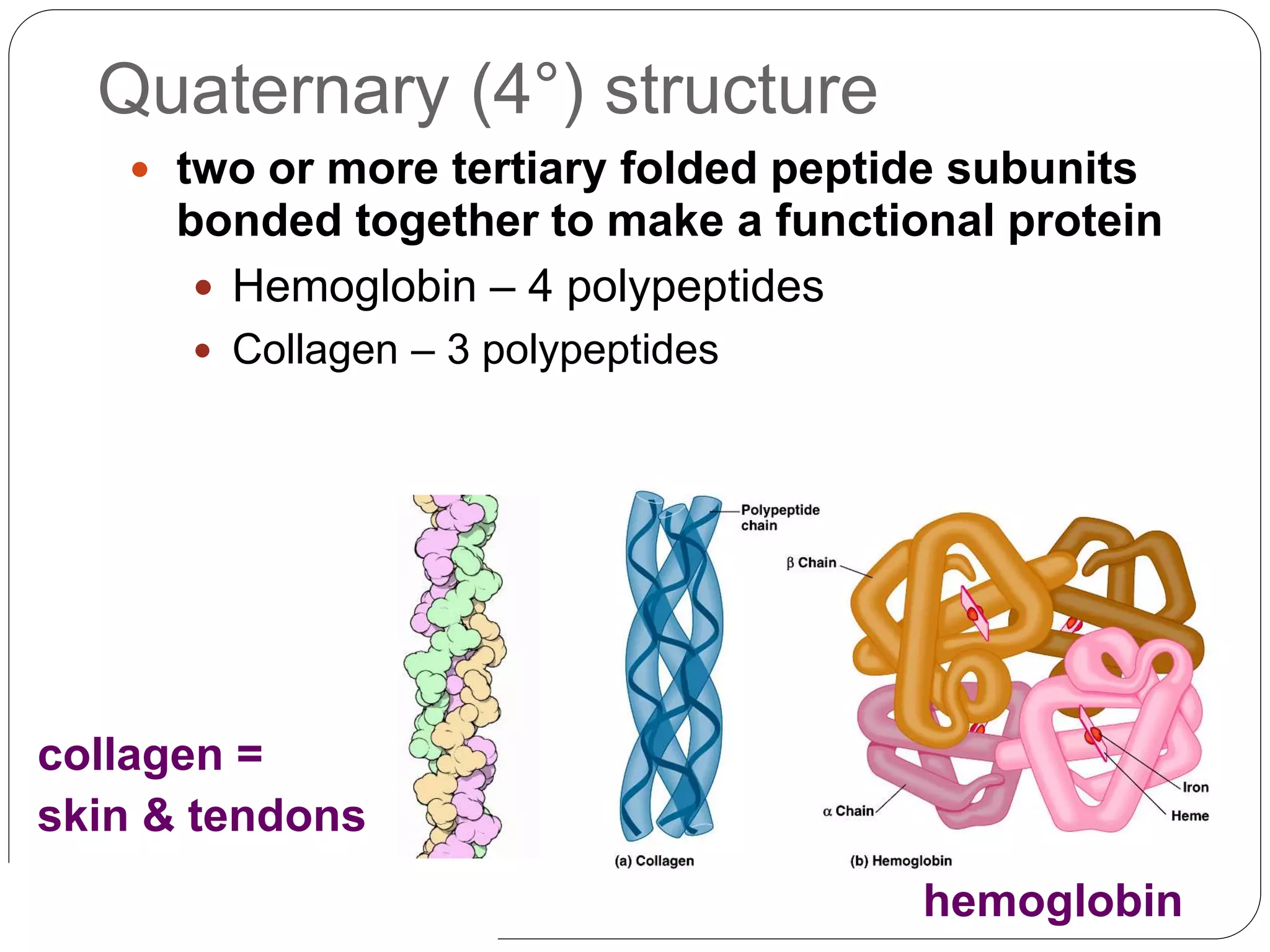ch 3 proteins structure ppt.ppt