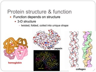 ch 3 proteins structure ppt.ppt