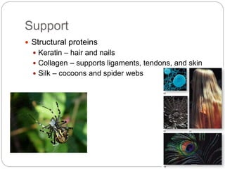 ch 3 proteins structure ppt.ppt
