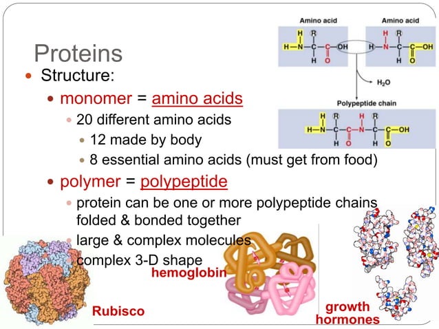 ch 3 proteins student print.pptx