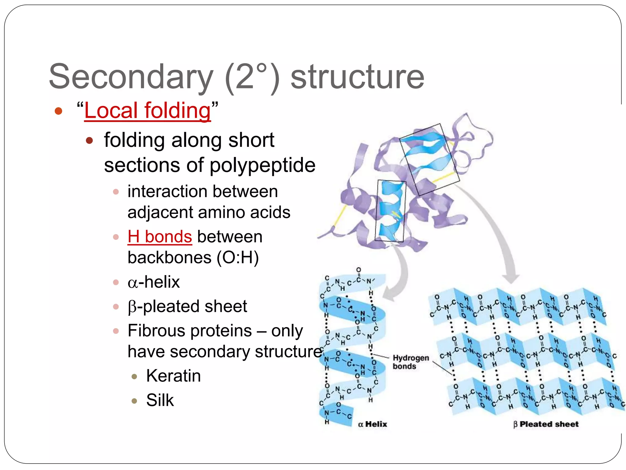 Protein | PPT