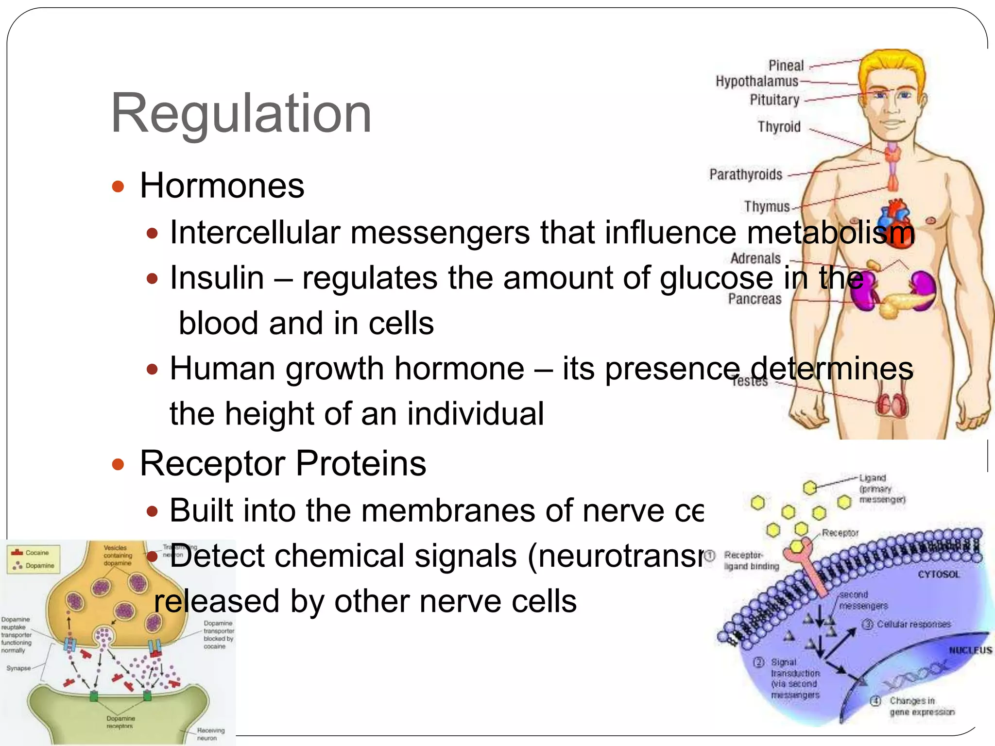 Protein | PPT