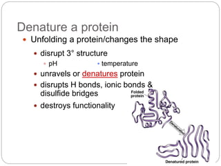 Protein | PPT | Biological Sciences | Science