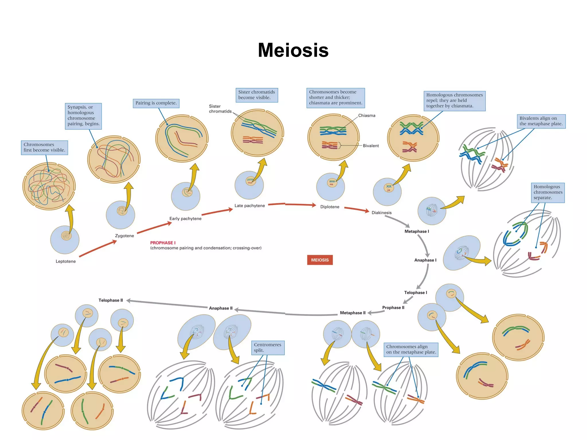 Ch3pt1 genomestructurecellcycle | PPT
