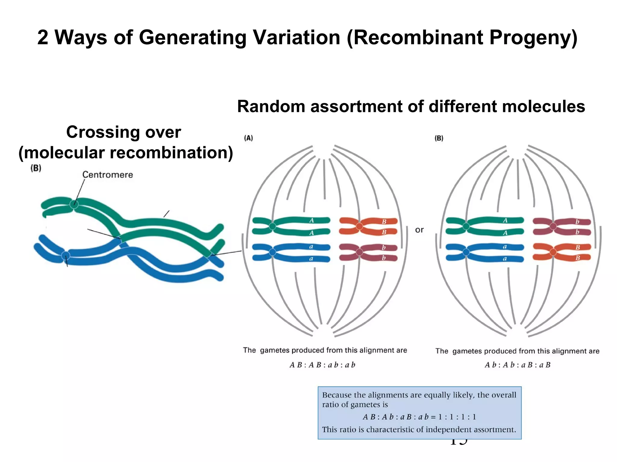 Ch3pt1 genomestructurecellcycle | PPT