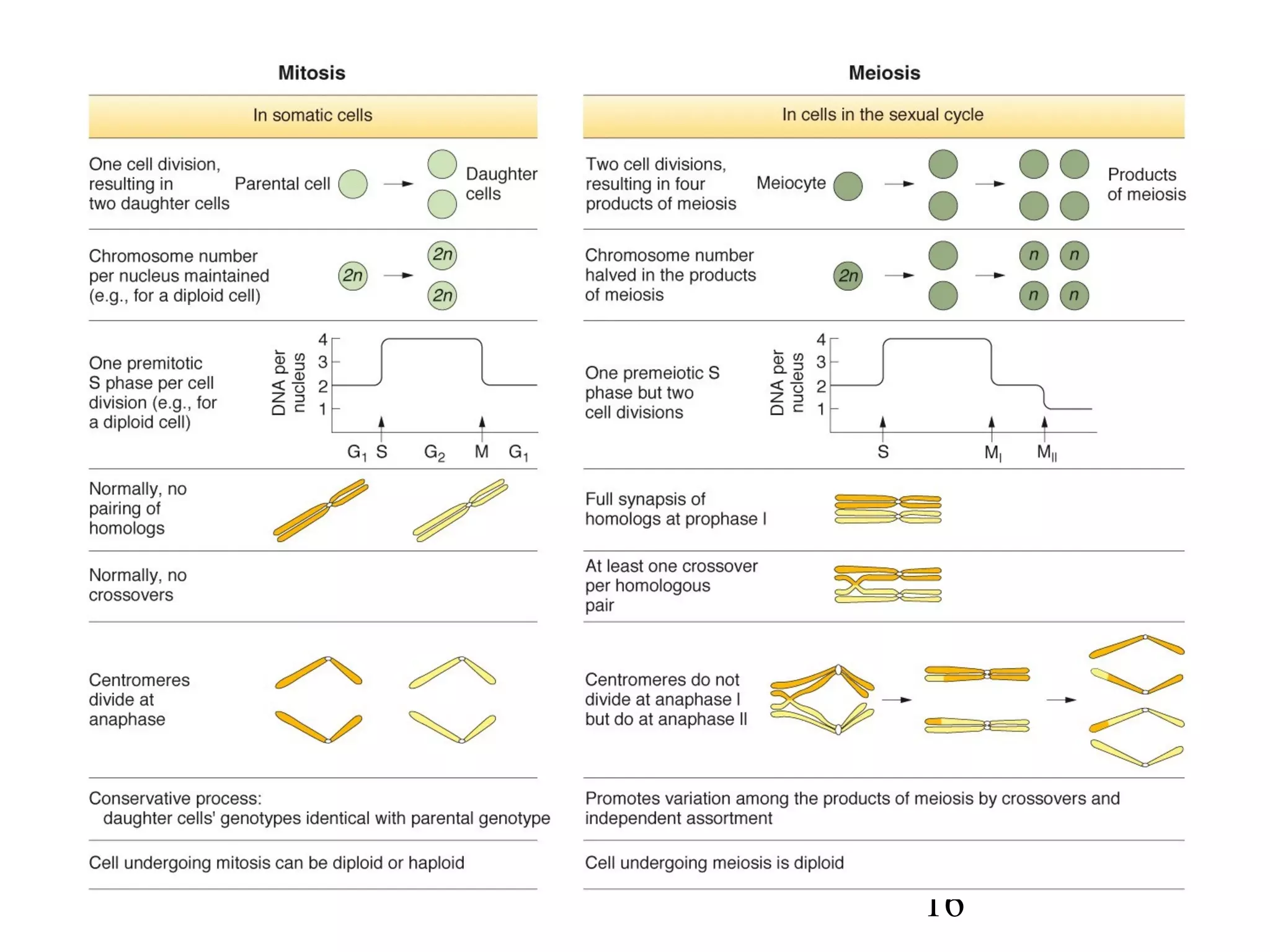 Ch3pt1 genomestructurecellcycle | PPT
