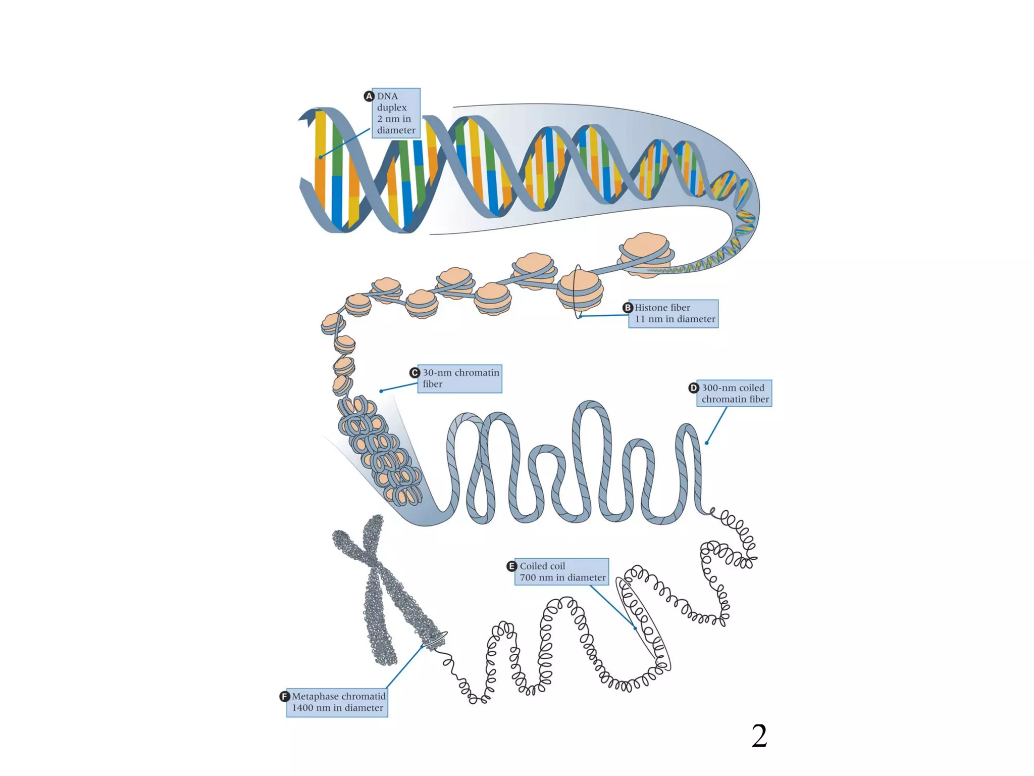 Ch3pt1 genomestructurecellcycle | PPT