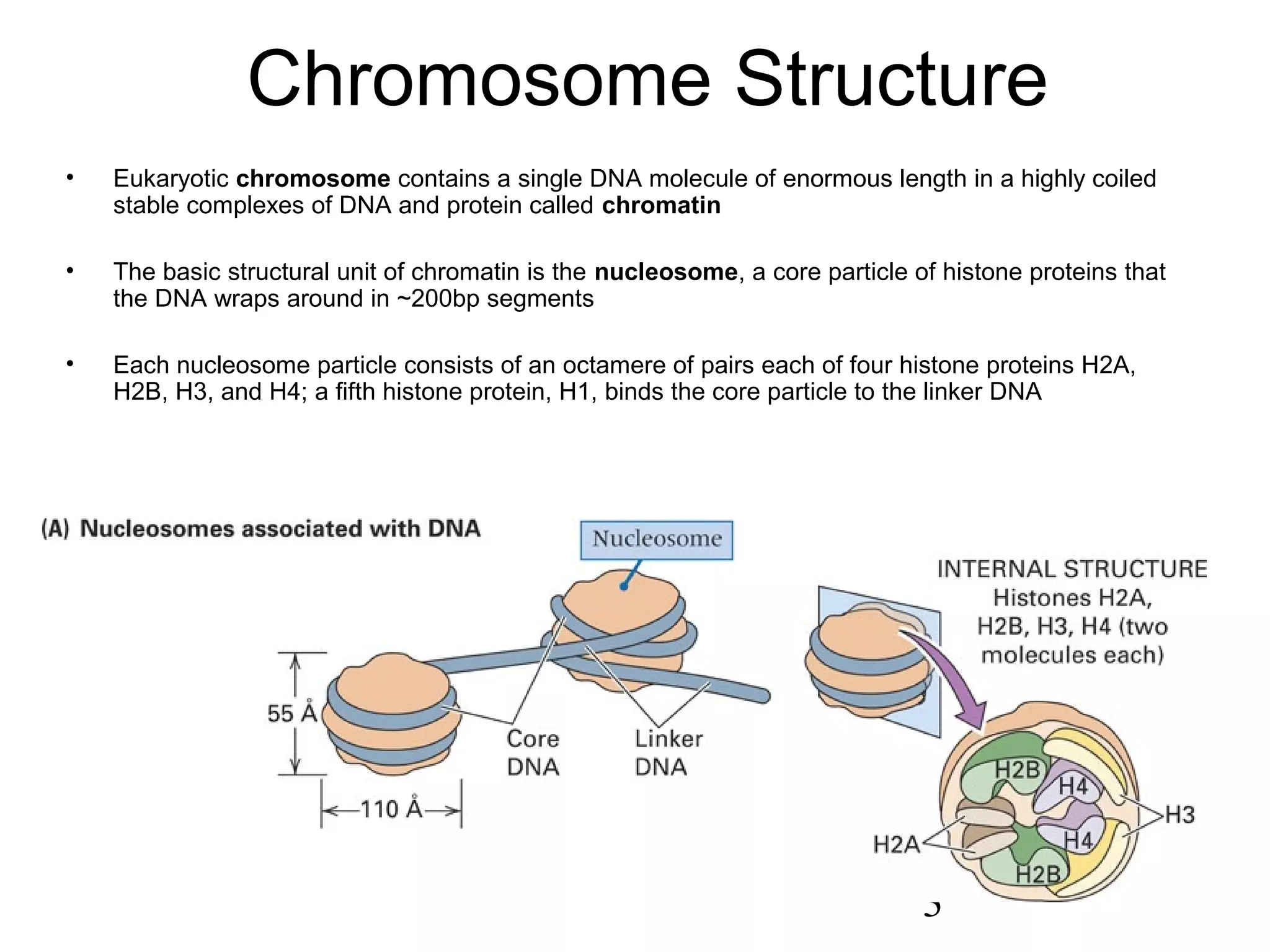 Ch3pt1 genomestructurecellcycle | PPT