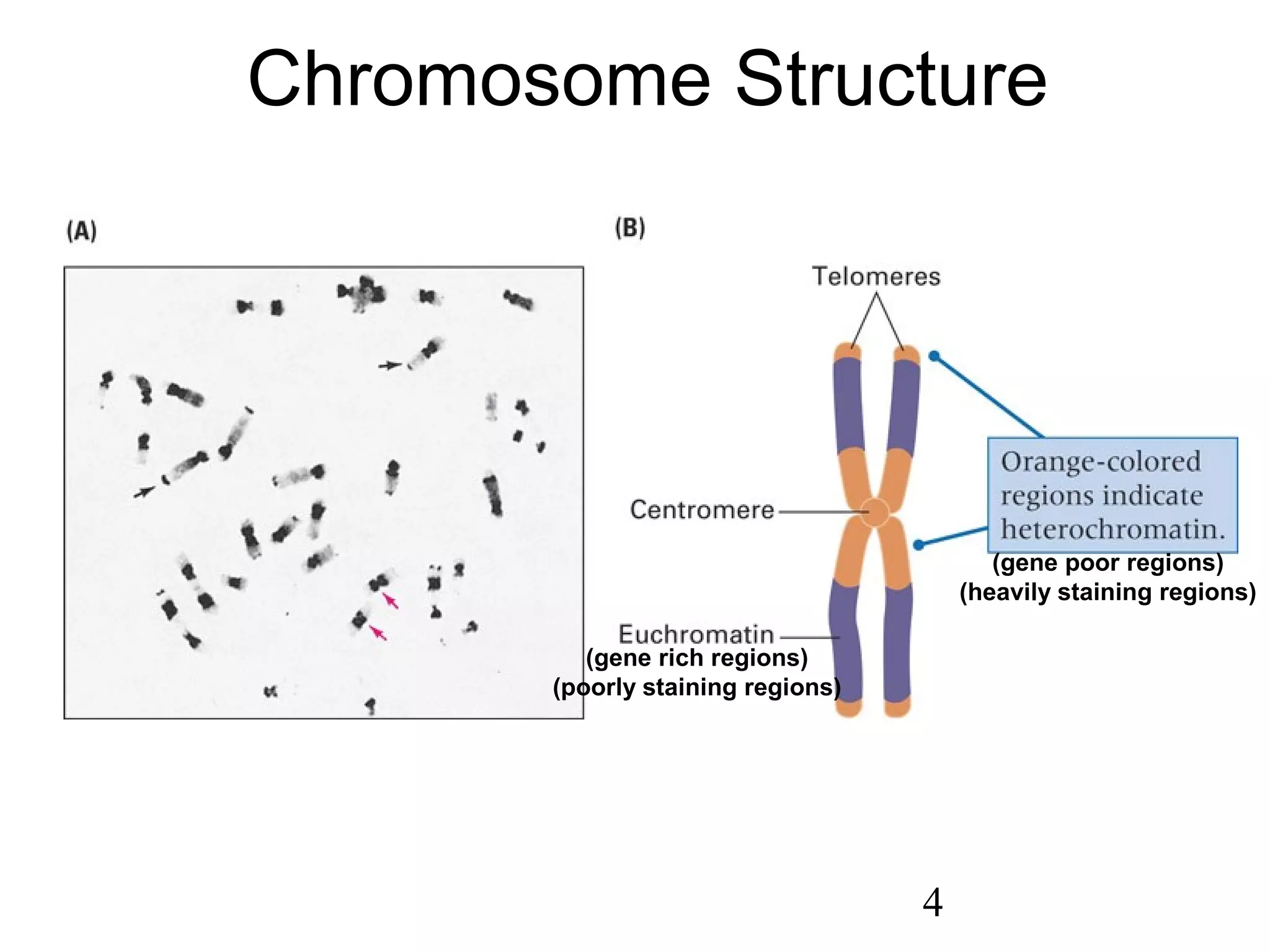 Ch3pt1 genomestructurecellcycle | PPT