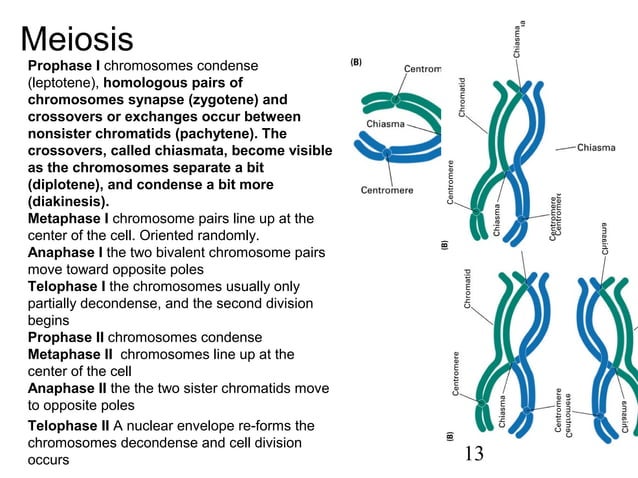 Ch3pt1 genomestructurecellcycle | PPT