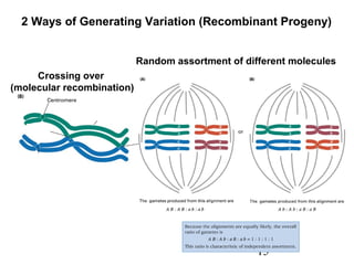 Ch3pt1 genomestructurecellcycle | PPT