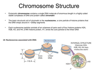 Ch3pt1 genomestructurecellcycle | PPT