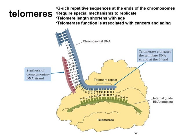 Ch3pt1 genomestructurecellcycle | PPT