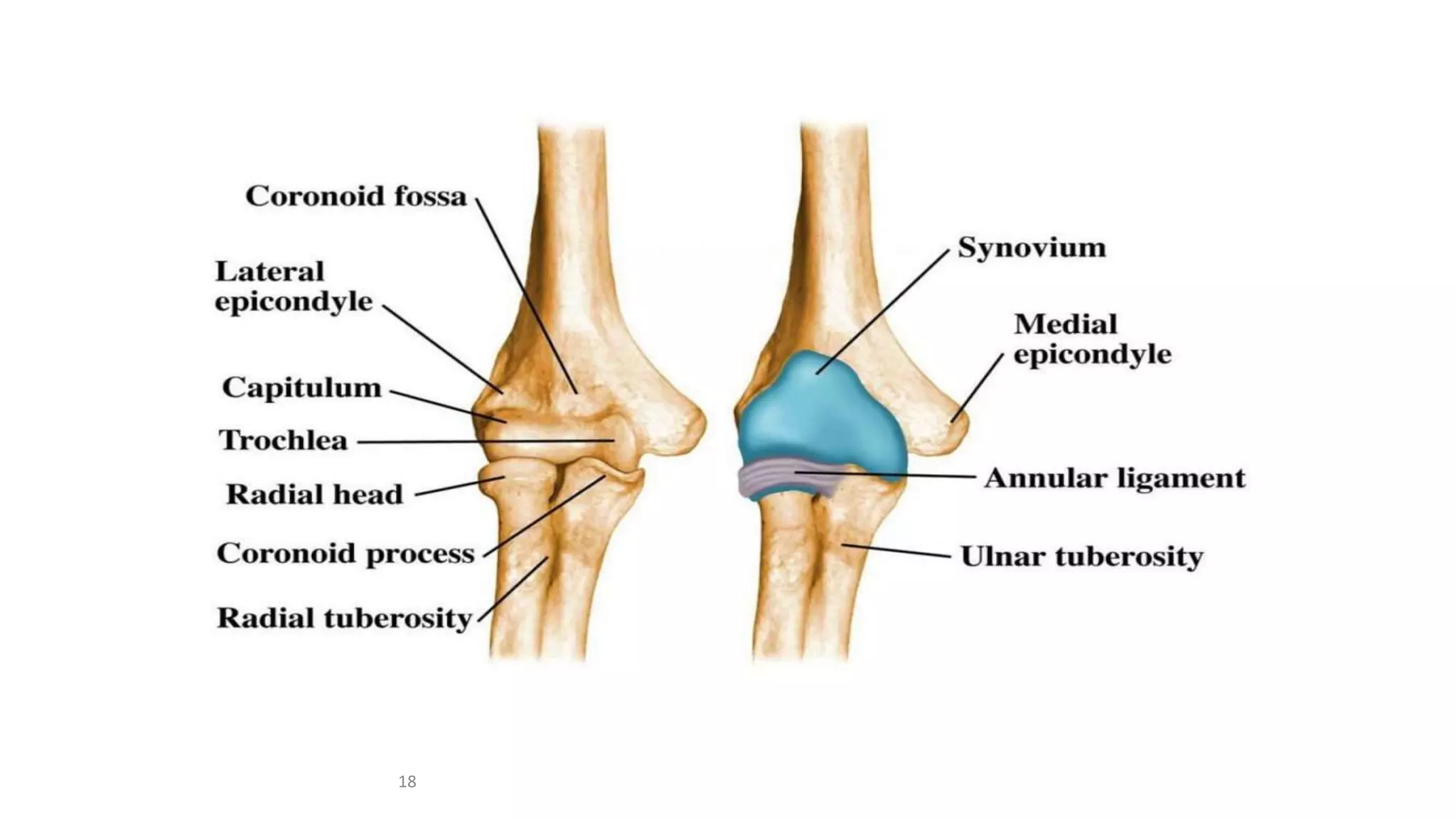ch 3 Shoulder Elbow joint.pptx