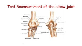 ch 3 Shoulder Elbow joint.pptx