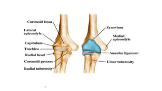 ch 3 Shoulder Elbow joint.pptx