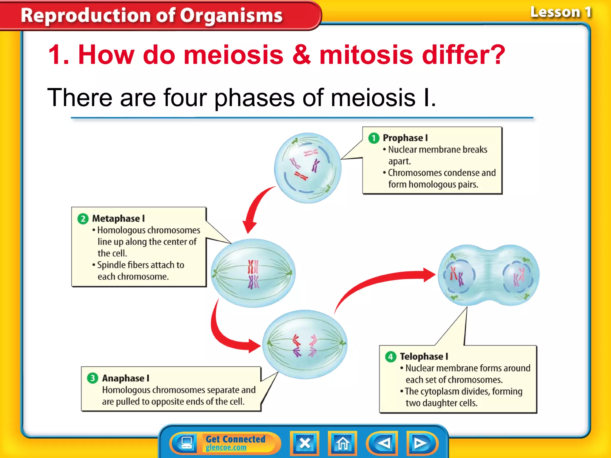 Ch. 4.1 Meiosis vs. Mitosis | PPT