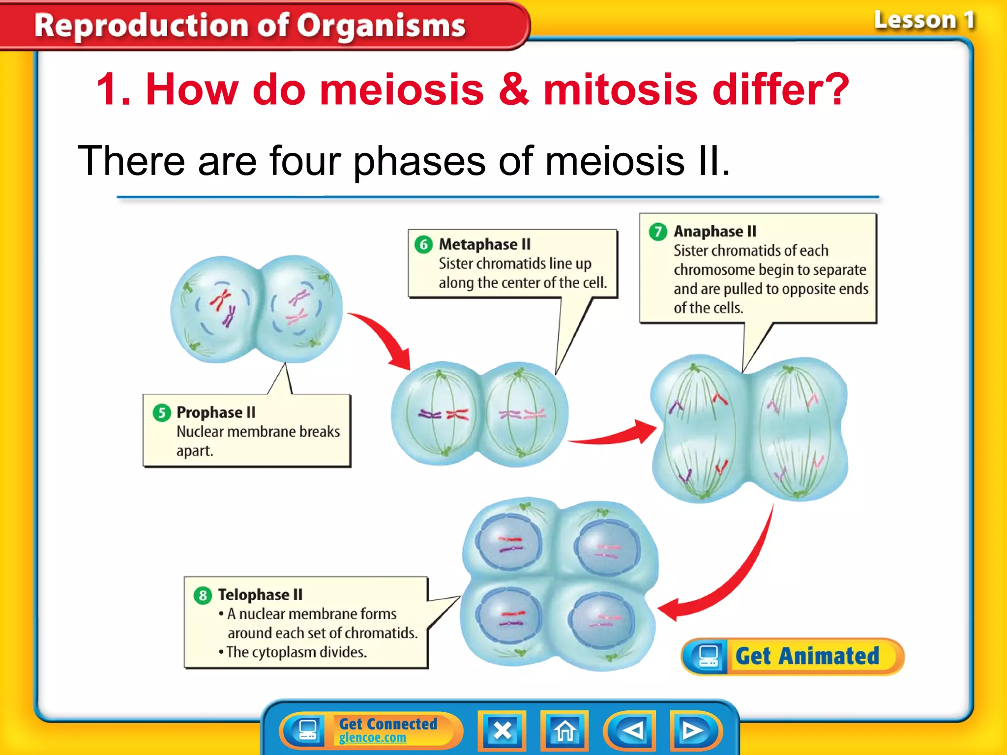 Ch. 4.1 Meiosis vs. Mitosis | PPT