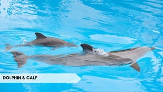 Ch 4. Classification and Variation in organism.pptx