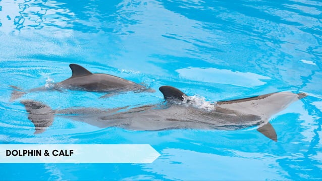 Ch 4. Classification and Variation in organism.pptx