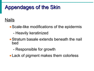 Ch4 Dermis | PPT