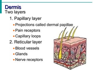 Ch4 Dermis | PPT
