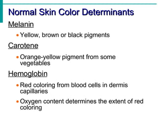 Ch4 Dermis | PPT