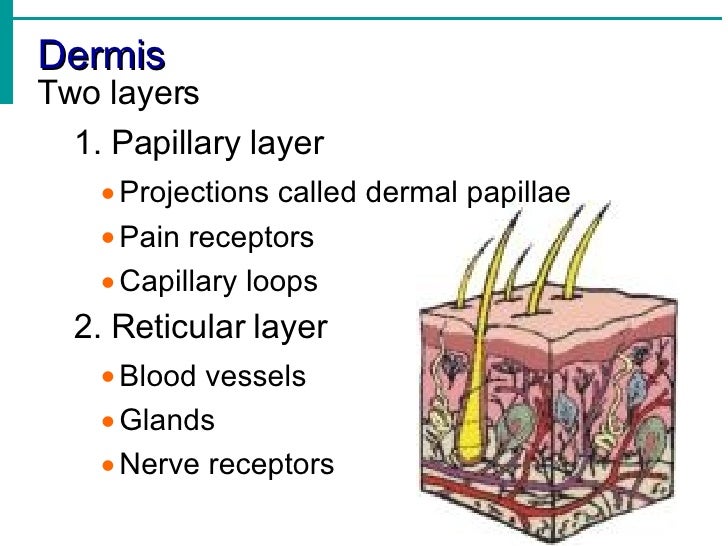 Ch4 Dermis