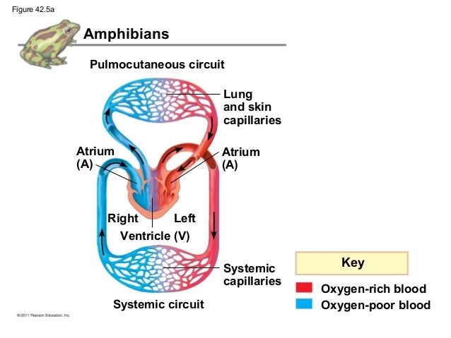 Biology "B" / Ch42