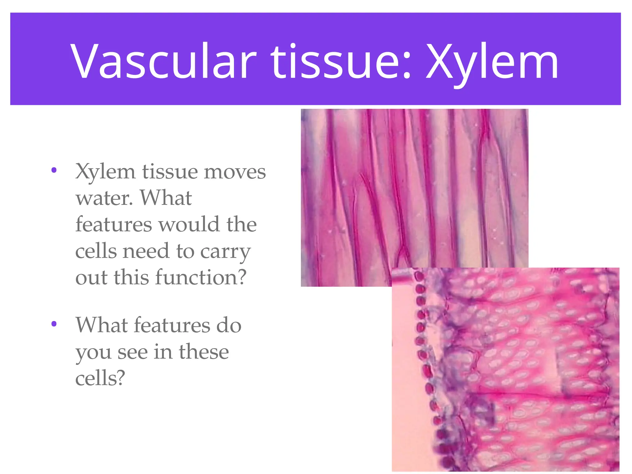 slide tentang Plant Tissue atau jaringan tumbuhan | PPT