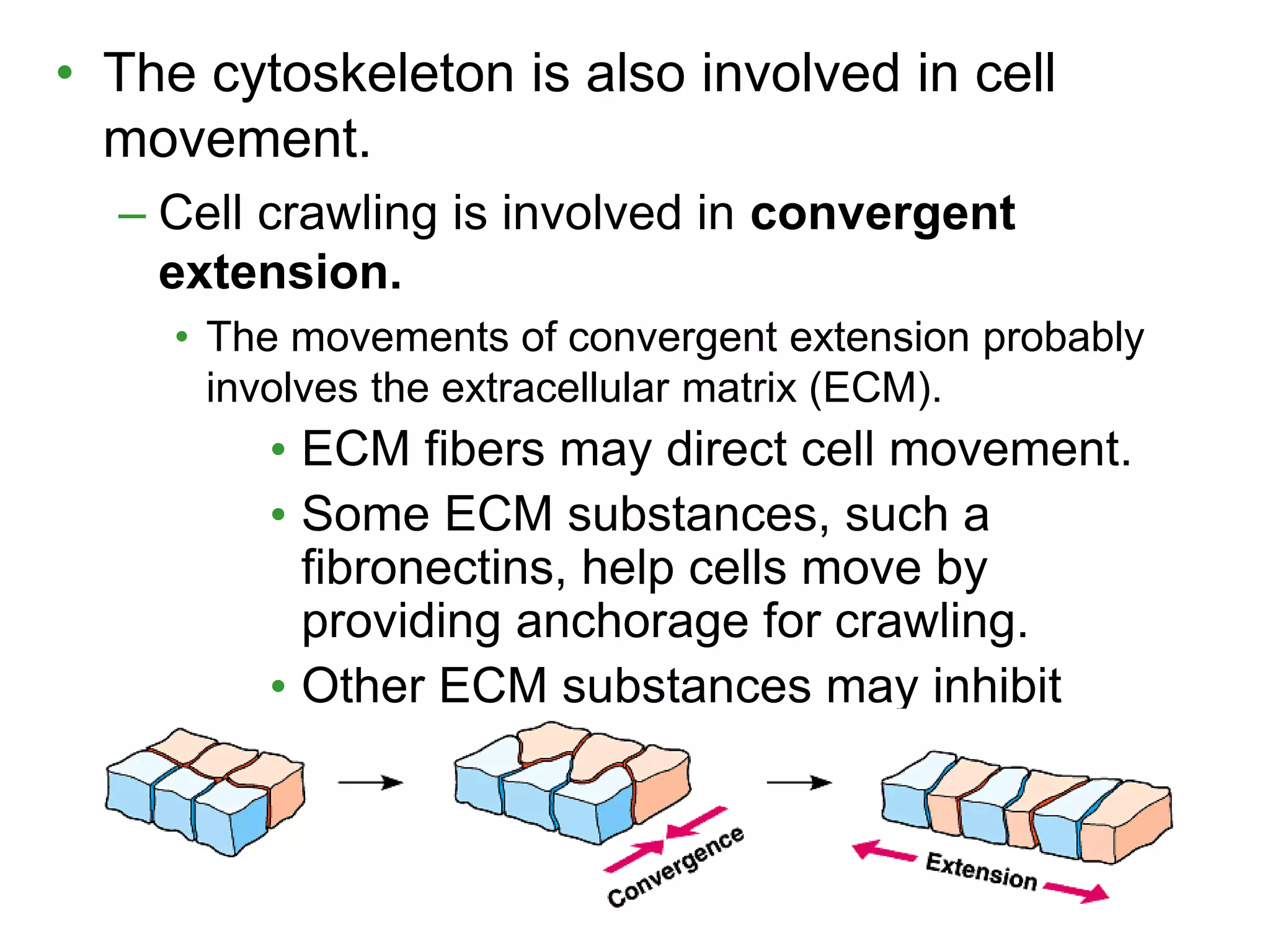 Ch 47 development | PPT