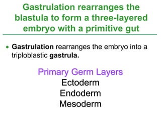 Ch 47 development | PPT