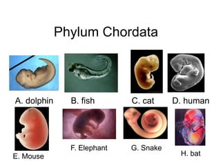 Elephant Embryo Vs Human Embryo