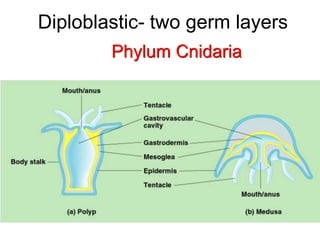 Ch 47 development | PPT